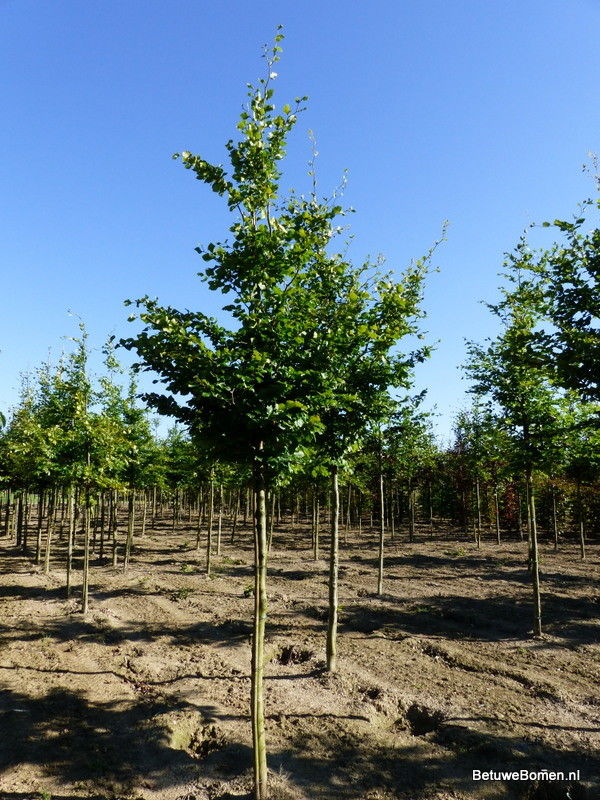 Beukenboom kopen - rood & groen - BetuweBomen.nl