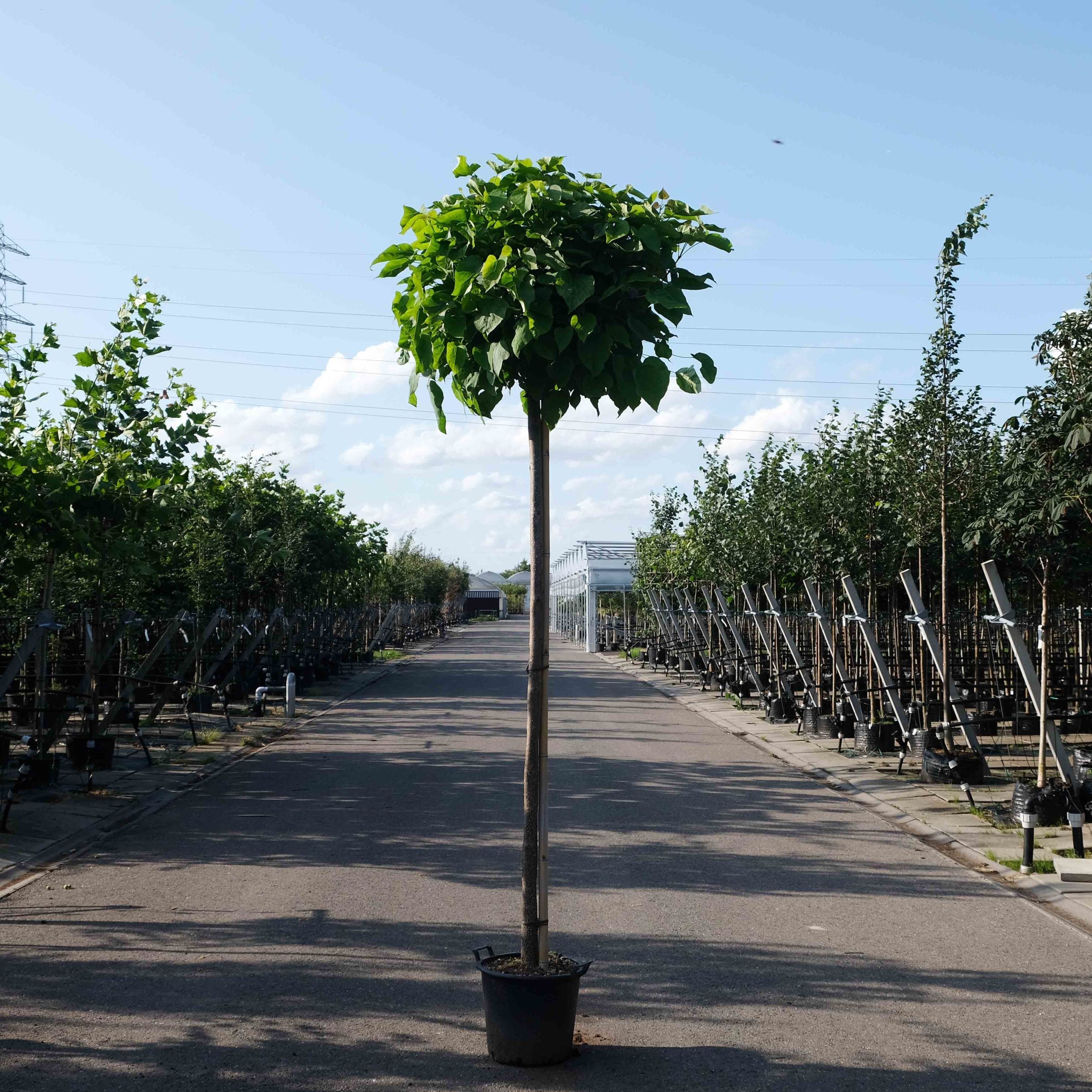Grote bomen op stam kopen - Beste kwaliteit - BetuweBomen.nl