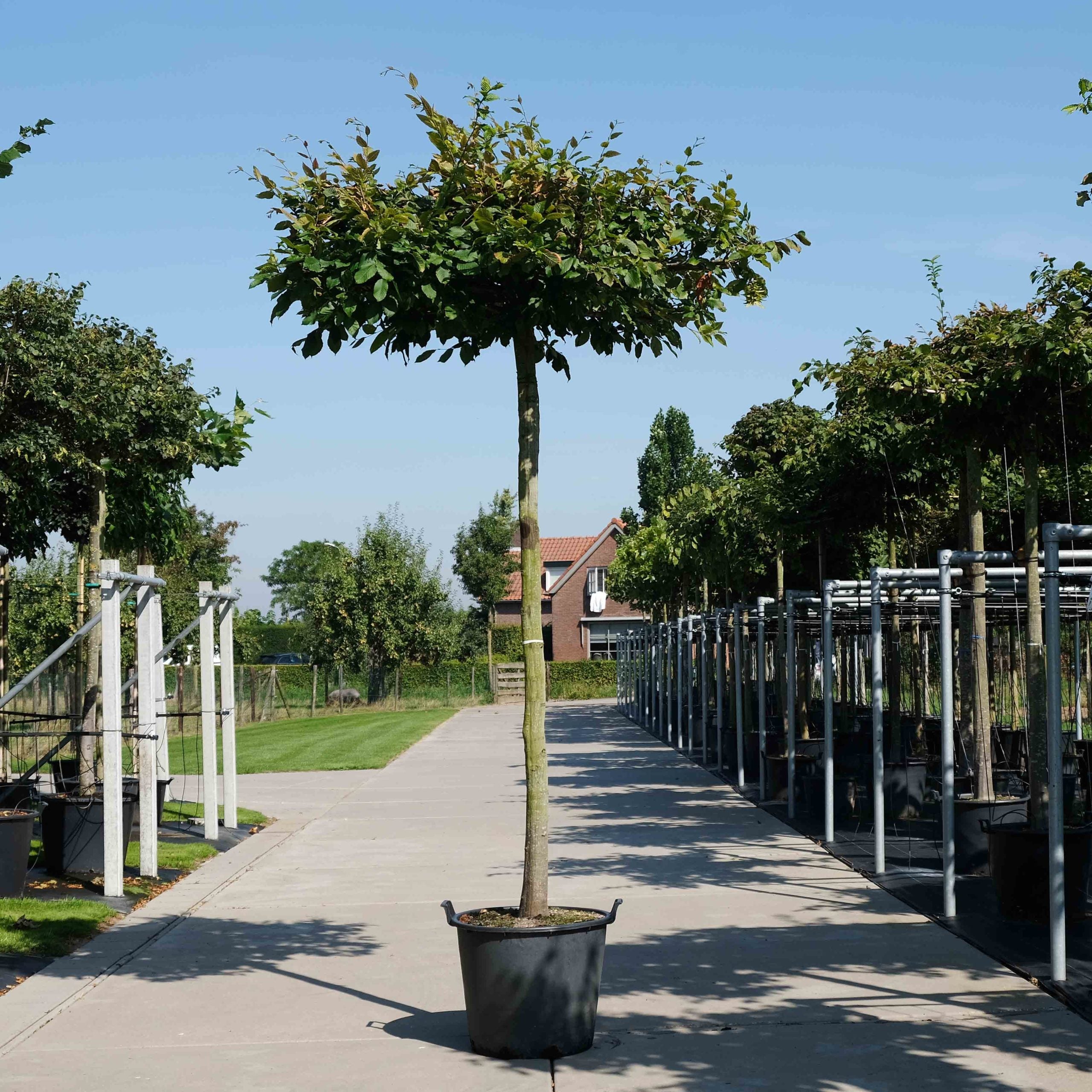 Dakbomen kopen - Praktische en gezonde kwaliteit dakbomen – BetuweBomen.nl