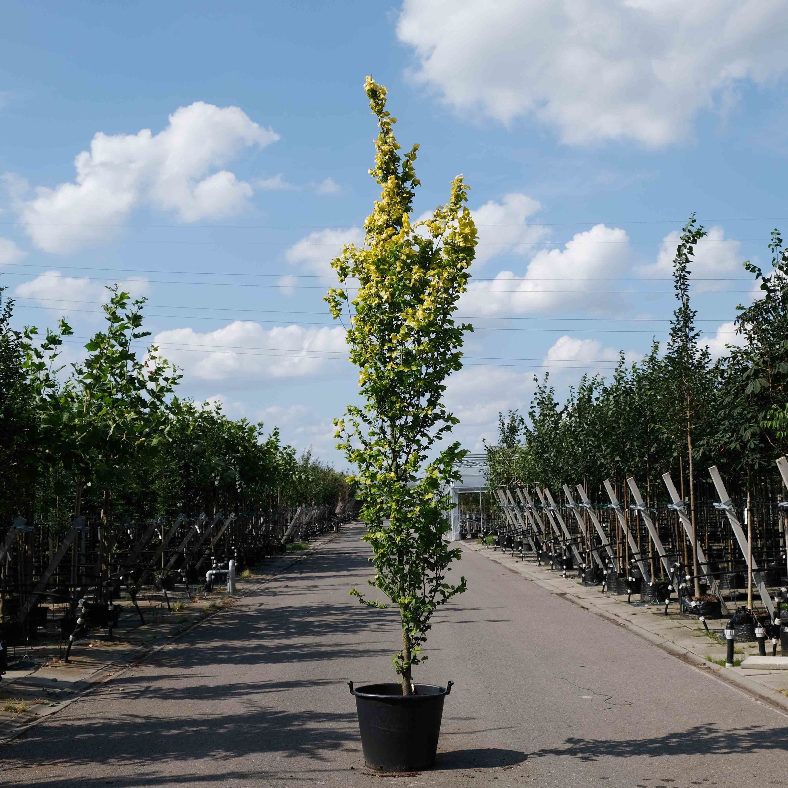 Zuilvormige sierbomen – BetuweBomen.nl