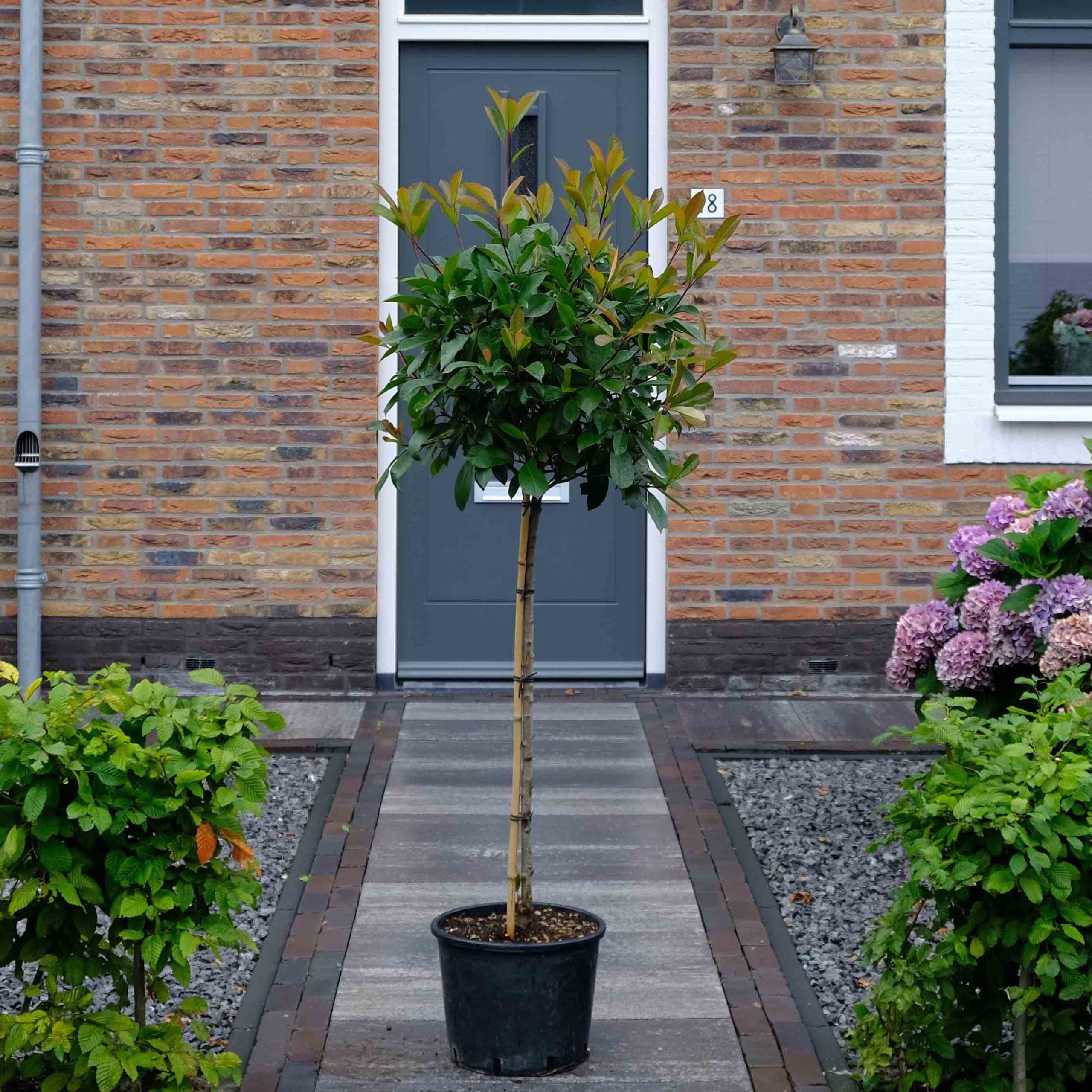 Groenblijvende bomen op stam kopen - BetuweBomen.nl