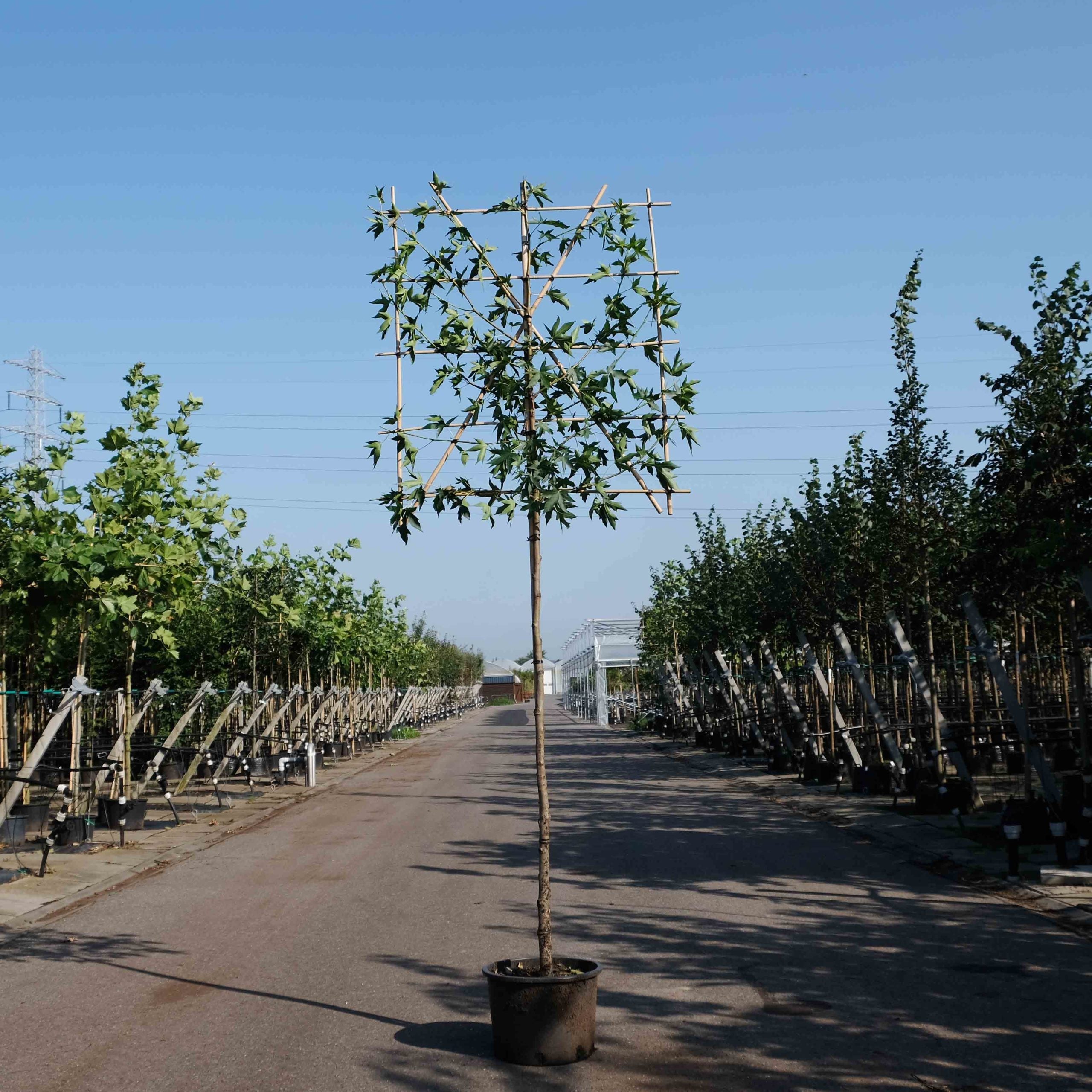 Bladverliezende leibomen kopen - Kwaliteit - BetuweBomen.nl