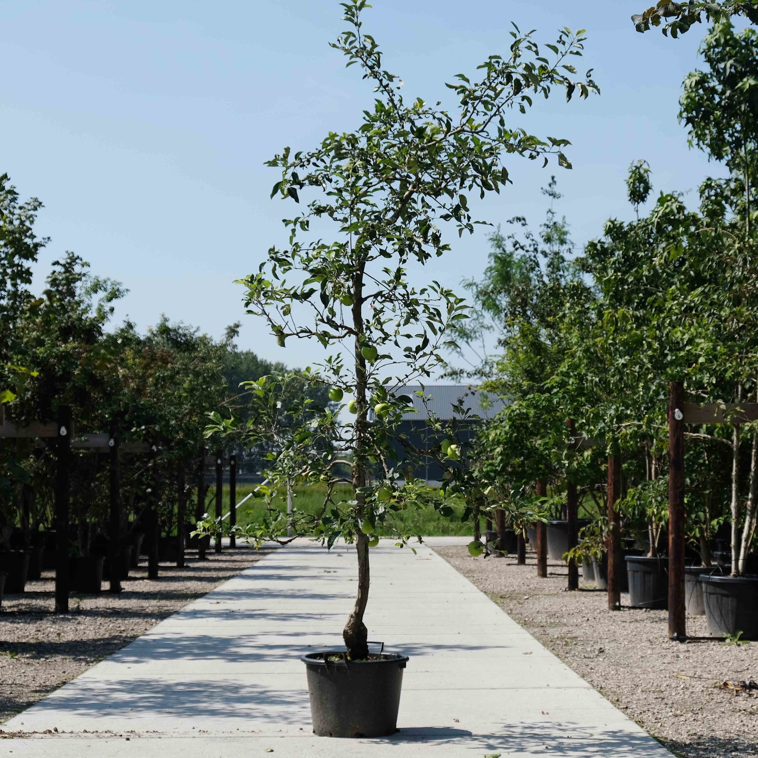 Oude appelboom - BetuweBomen.nl