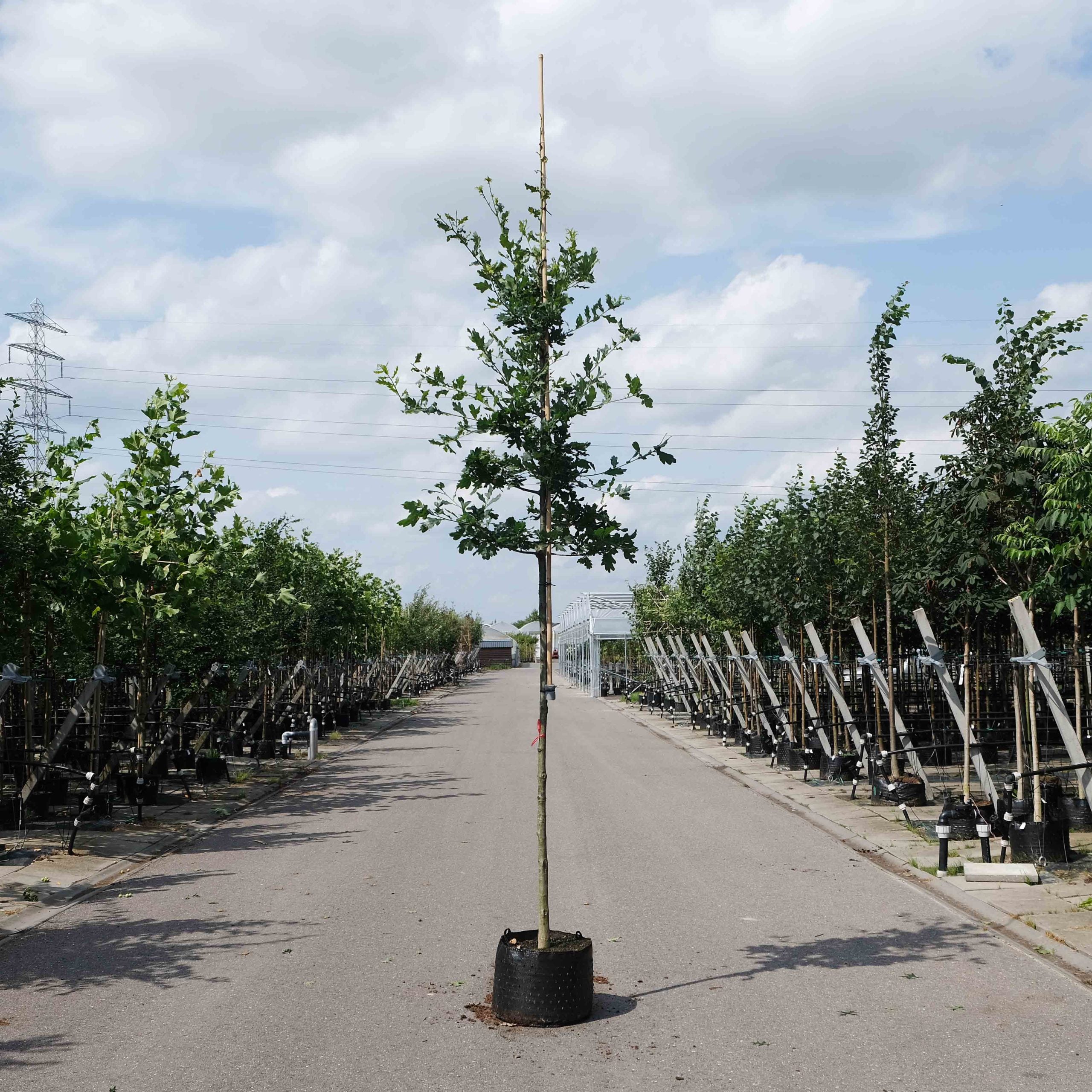 Eikenboom kopen - Hoge kwaliteit en op uw eigen gekozen datum ...