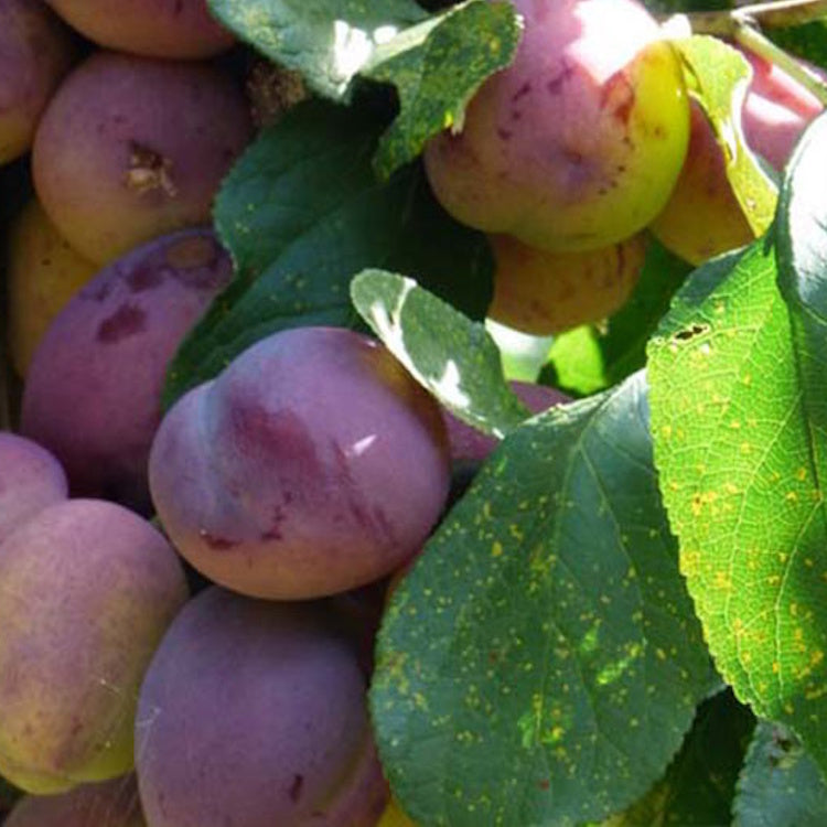 Pruimen leiboom kopen - leipruim met sierwaarde - BetuweBomen.nl
