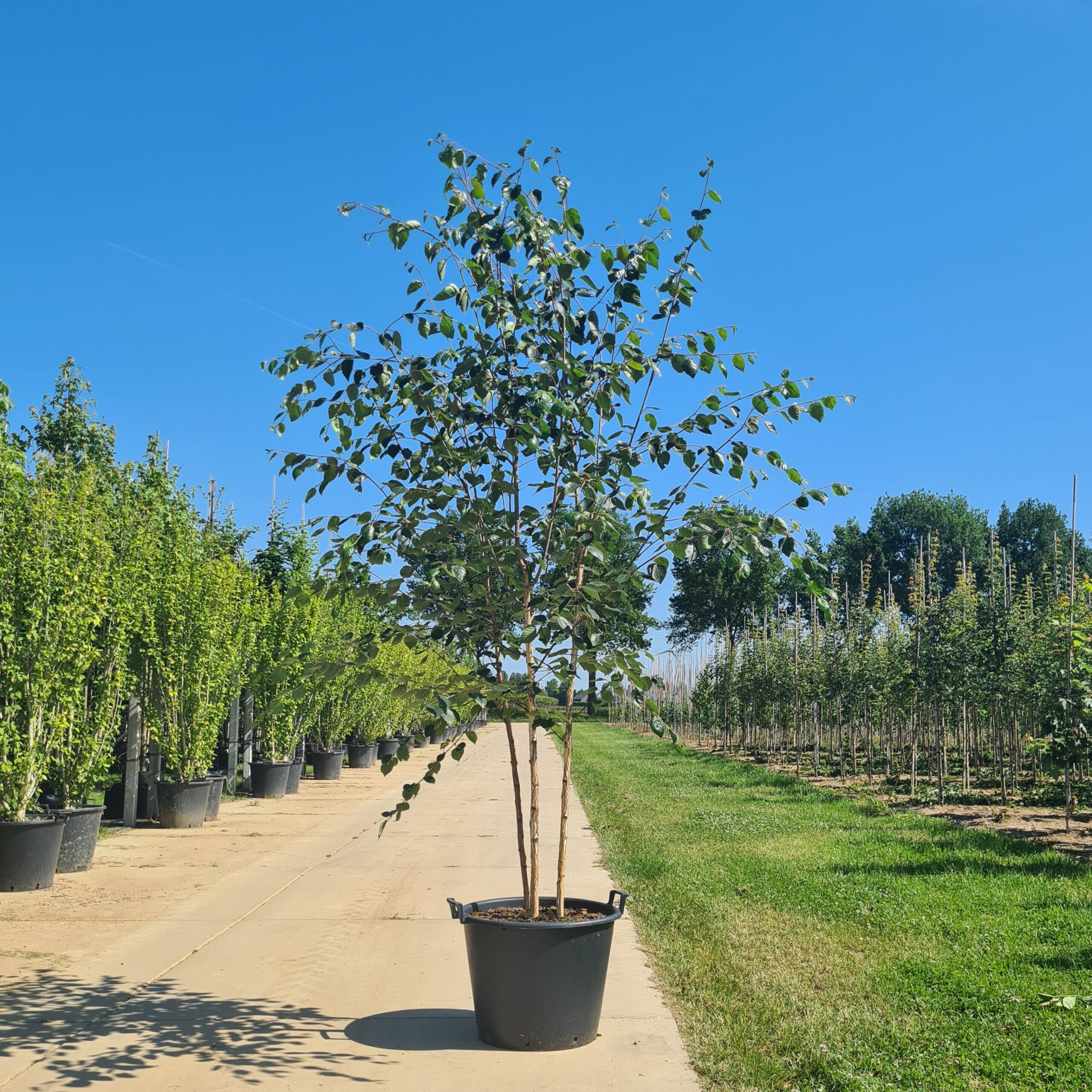 Meerstammige bomen – Page 2 – BetuweBomen.nl